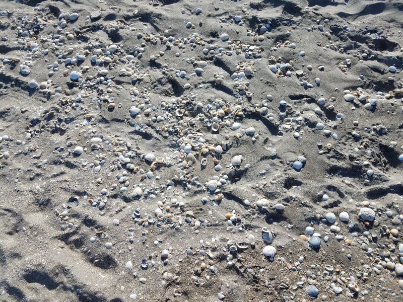 Wet Sand with Shells and Rocks at Beach or Coast Stock Image - Image of ...
