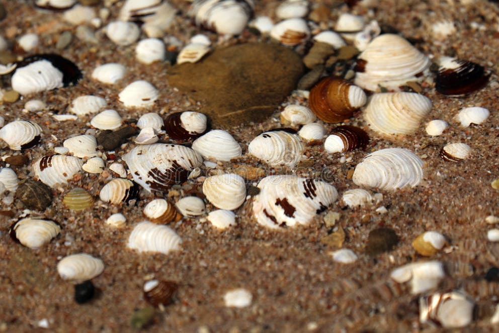 Sand beach with shells stock photo. Image of relaxation - 191323112