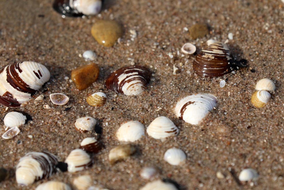Sand beach with shells stock photo. Image of sand, card - 191323140