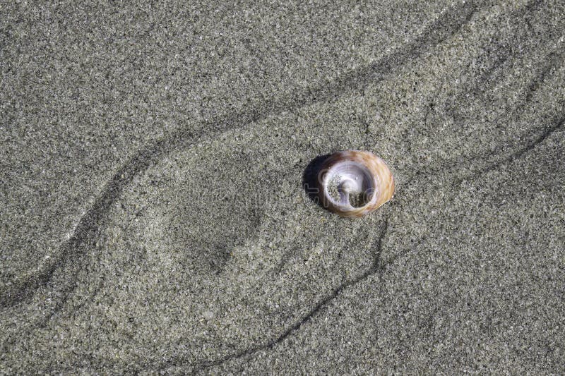 Sand Beach Structres Diagonal, Water Snail Shell Stock Photo - Image of ...