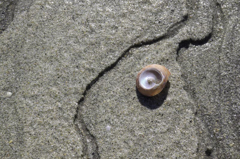 Sand Beach Structres Diagonal, Water Snail Shell Stock Image - Image of ...