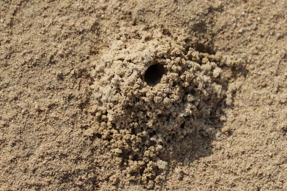 Sand bee building stock photo. Image of excavations - 329345028