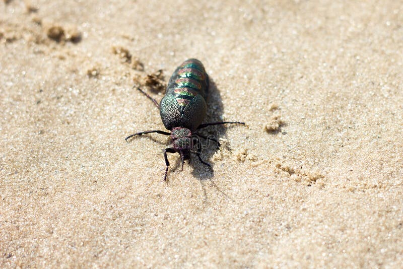 Sand Beetle on the Sand, Close-up. Spring Stock Image - Image of fauna ...