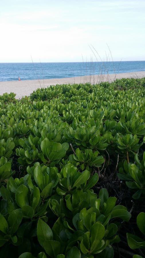Sand berm stock photo. Image of burm, berm, shells, purple - 43258208