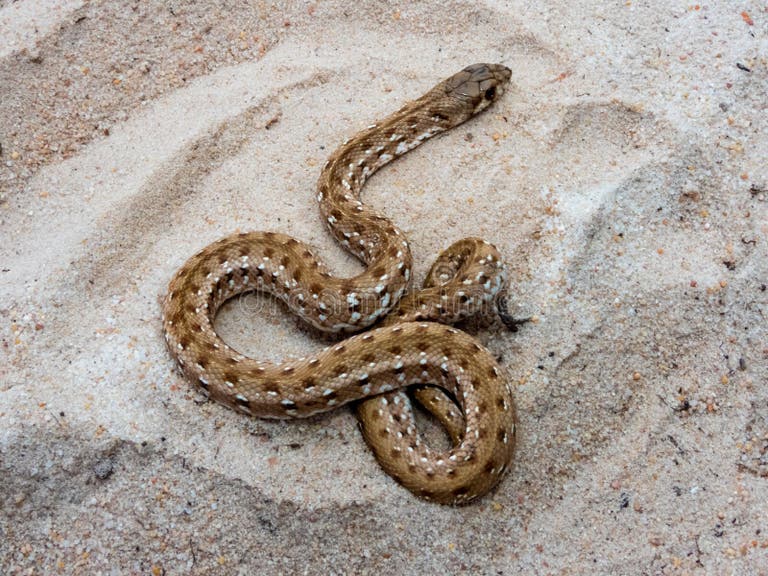 Sand Boa Snake on Sandy Terrain. Stock Photo - Image of animal, reptile ...