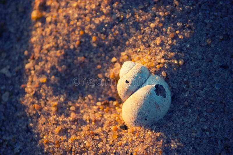 Sand and white shell stock photo. Image of caribbean - 122994096