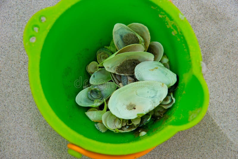 Sand Bucket with Sea Shells Stock Image - Image of collection, nature ...