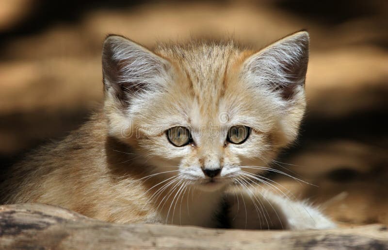 Sand Cat Stock Photos - Download 7,576 Royalty Free Photos