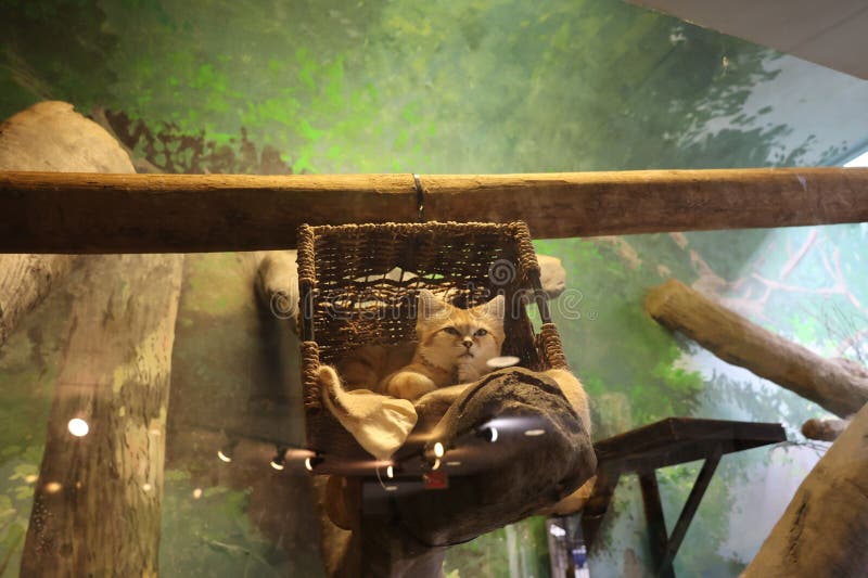 Sand Cat Resting in a Straw Box, Hanging on a Shiny Reflective Wall in ...