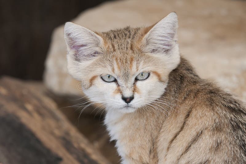 Sand Cat stock image. Image of arabian, eyes, feline - 33928565