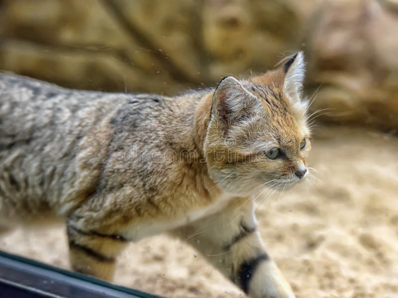 Arabian Sand Cat, Felis Margarita Harrisoni Stock Image - Image of ...