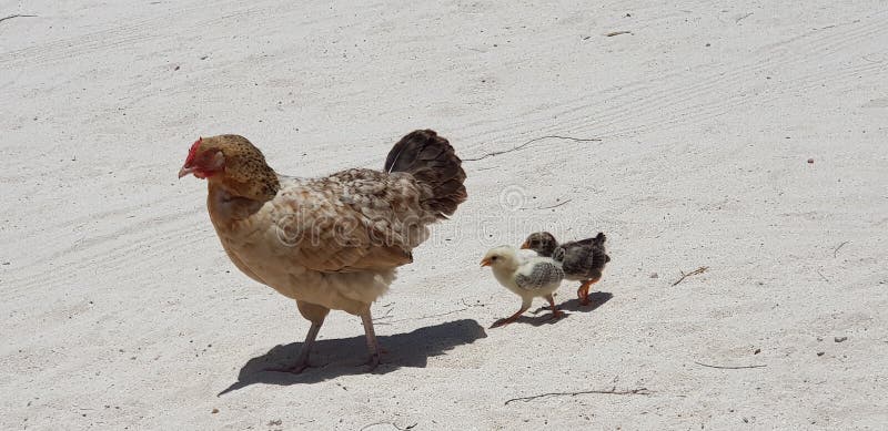 Sand chicken stock photo. Image of islands, sand, lovely - 117078296