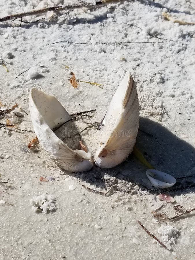 Sand stock image. Image of open, florida, shell, laying - 105065849