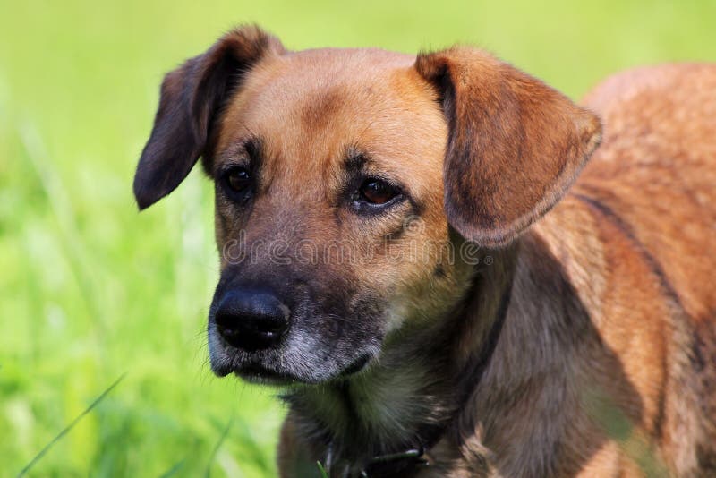 Sand-colored Dog with a Collar and is Looking. Stock Photo - Image of ...