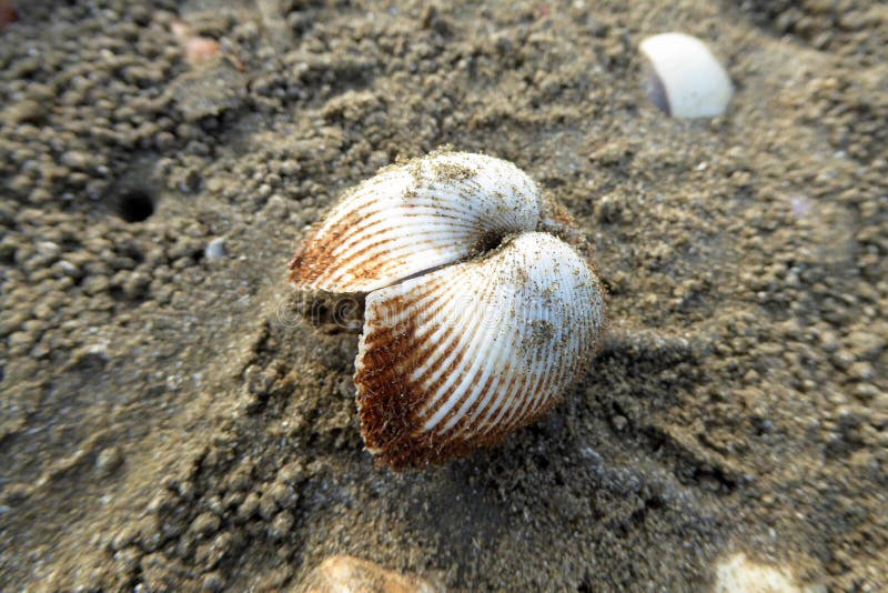 Sand covered seashell stock photo. Image of shell, shells - 50982786