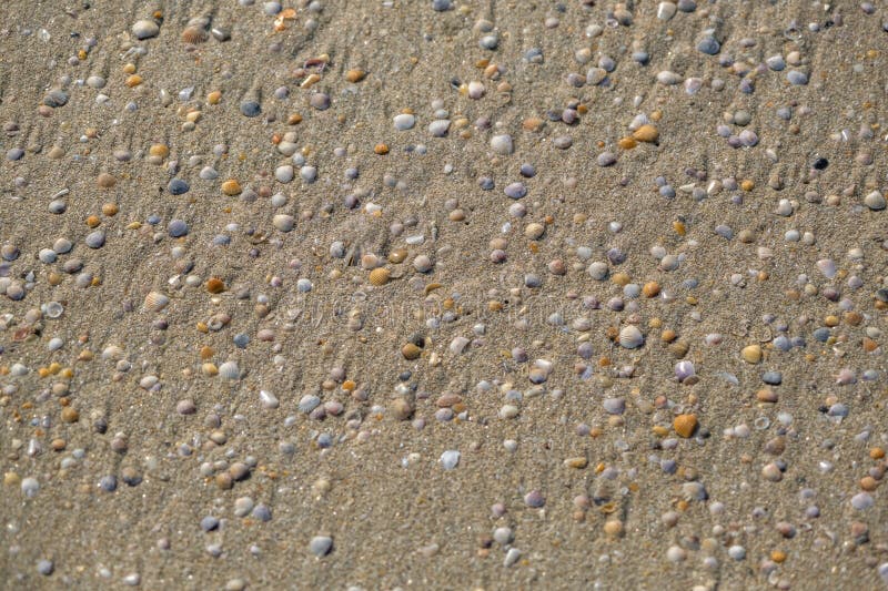 Sand covered boardwalk stock image. Image of vegetation - 106895041