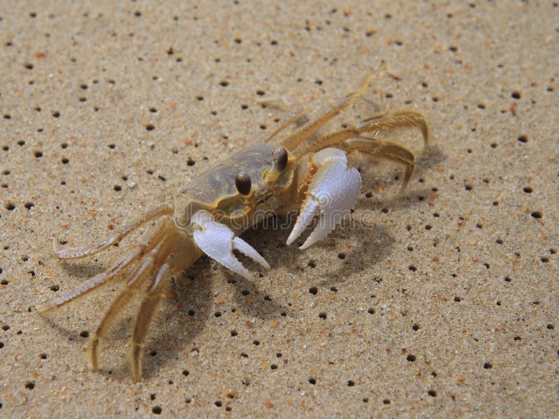 Sand crab stock photo. Image of legs, nipper, kitty, watchful - 2405320