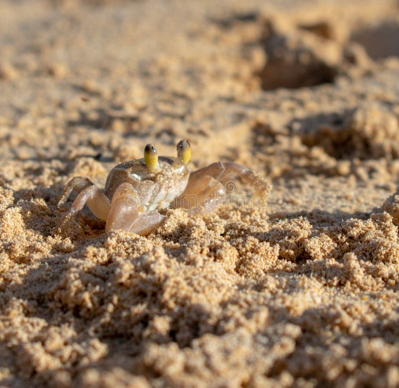 Sand Crab Camouflage stock image. Image of blends, ocean - 132796677