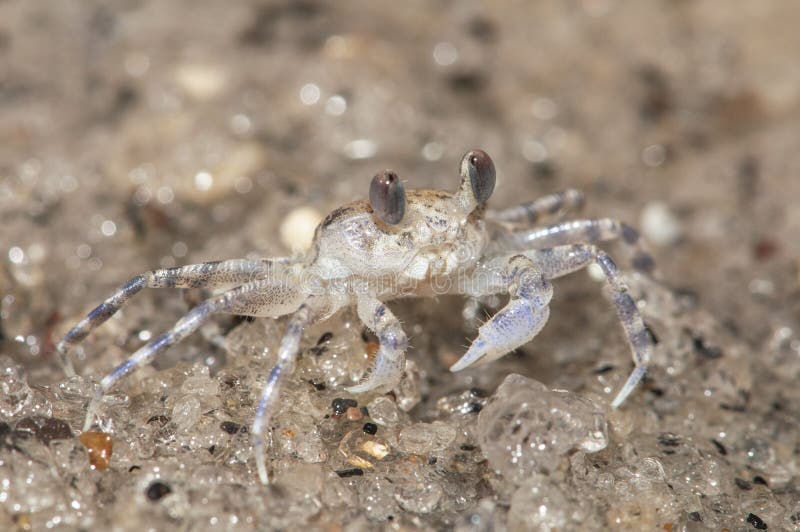 Crab stock photo. Image of land, defense, beach, posing - 76158