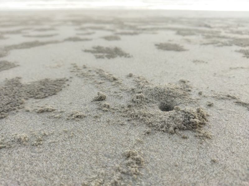 Sand Crab Hole on the Beach Stock Image - Image of crab, sand: 376987401
