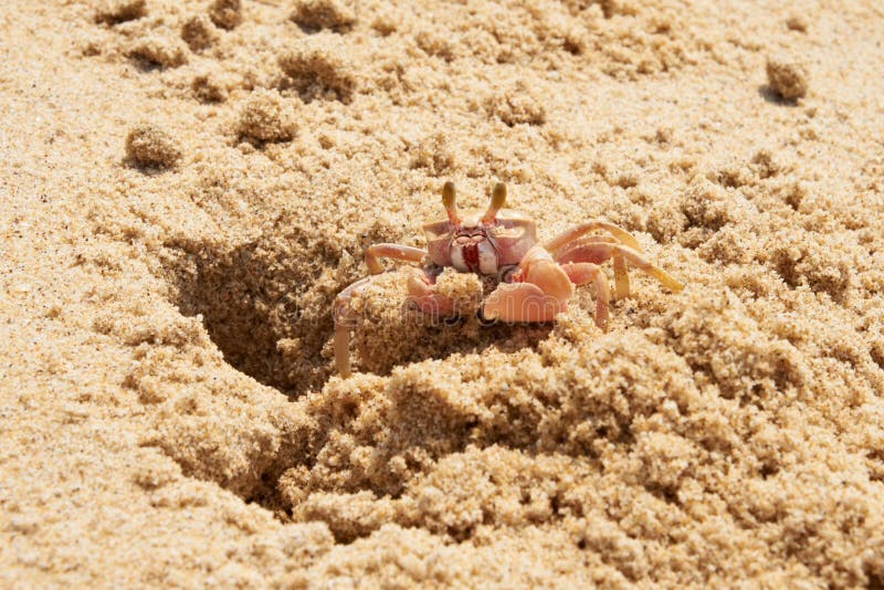 570+ Sand crab Free Stock Photos - StockFreeImages