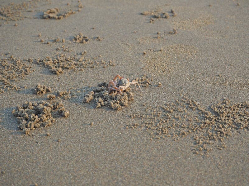 Sand Crab Runs Along a Sandy Beach and Digs Holes Stock Photo - Image ...