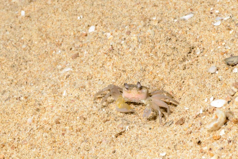 Sand crab in the sands stock photo. Image of hole, wildlife - 51269588