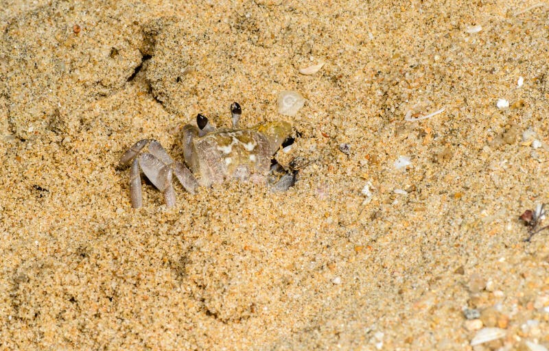 Sand crab in the sands stock photo. Image of digging - 51269846