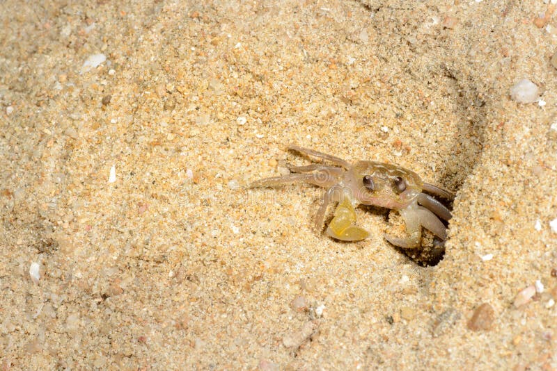 Sand crab in the sands stock photo. Image of hole, life - 51269866