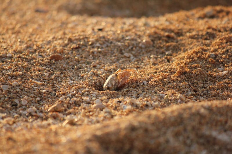 Sand crab stock image. Image of marine, sand, small, bright - 43687625