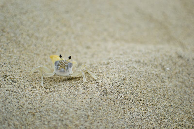 Sand Crab Stock Photos - Download 13,842 Royalty Free Photos