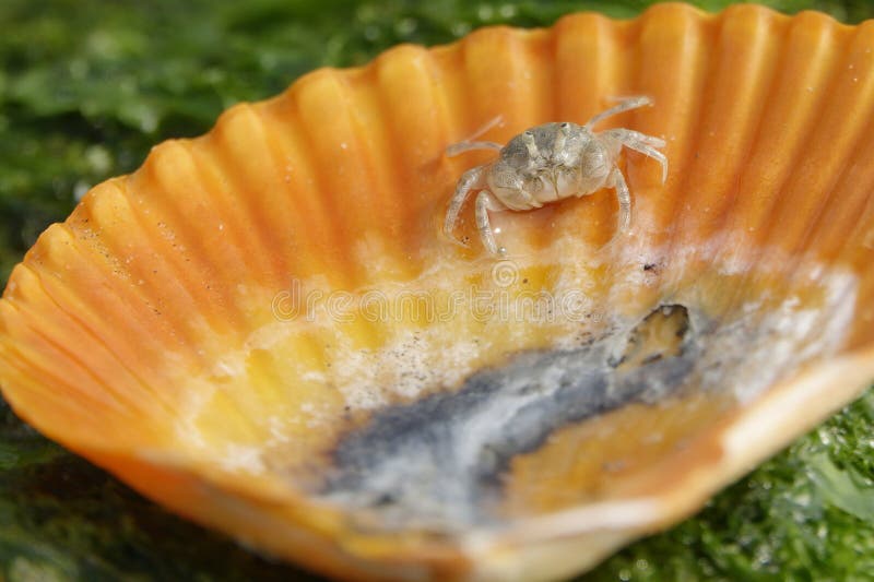 Sand crabs and scallop stock photo. Image of orange - 356817062