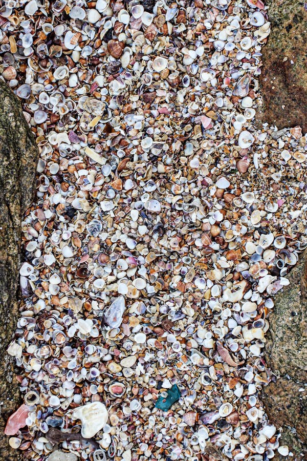 Sand Crustaceans Beach Shells Shellfish Stones Stock Image - Image of ...