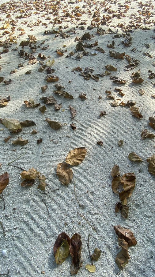Sand stock photo. Image of dead, sand, beach, leaves - 241473046