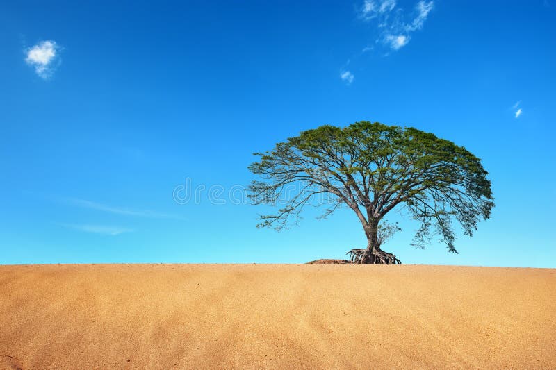 Sand Desert with Big Tree in Blue Sky Stock Image - Image of ripple ...