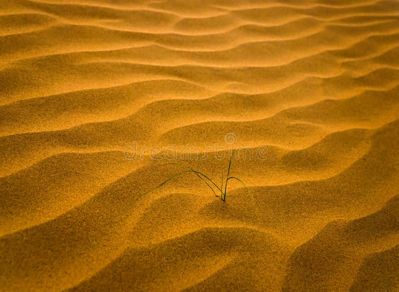 Sand Desert with Grass (soft Focus) Stock Image - Image of gold, design ...