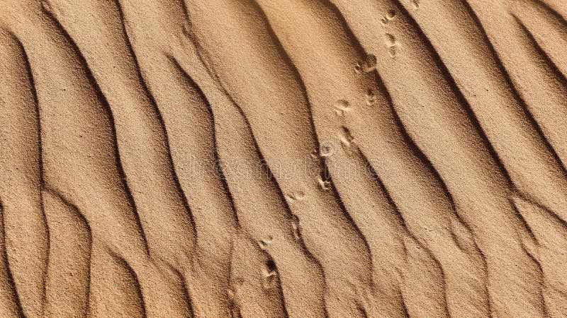 Sand Desert in Oman, Ripple Structure with Traces of a Lizard Stock ...