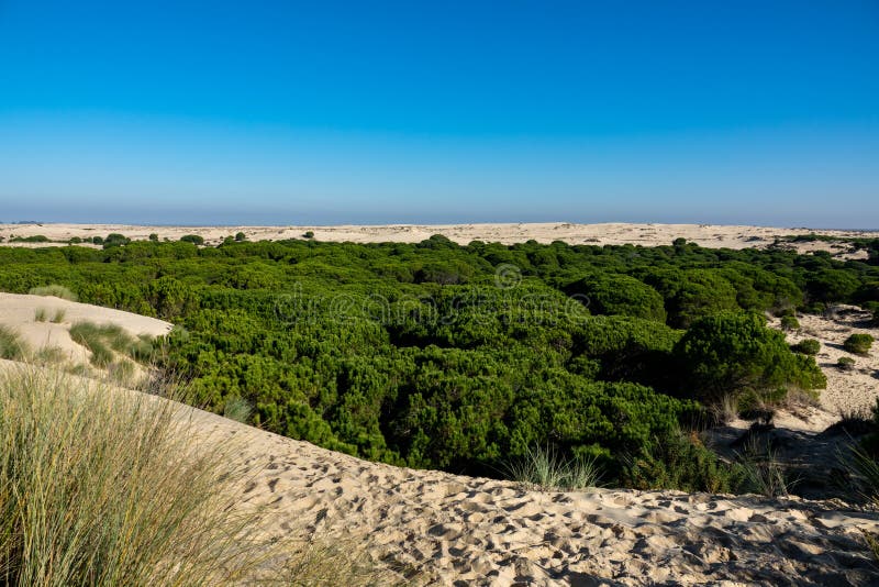 Dry Tree in the Valley between the Mountains. Stock Photo - Image of ...