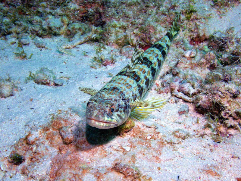 Sand Diver (Lizardfish) stock photo. Image of seafood - 224104532