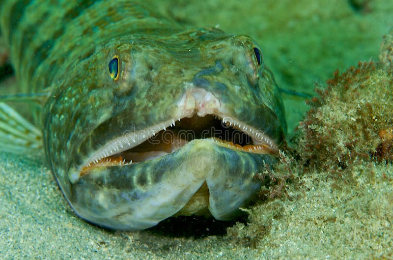 Sand Diver-Synodus Intermedius Stock Image - Image of grouper ...