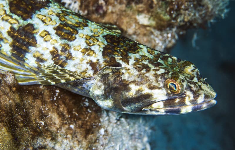 Sand Diver (Synodus Intermedius) Stock Image - Image of sand, reef ...