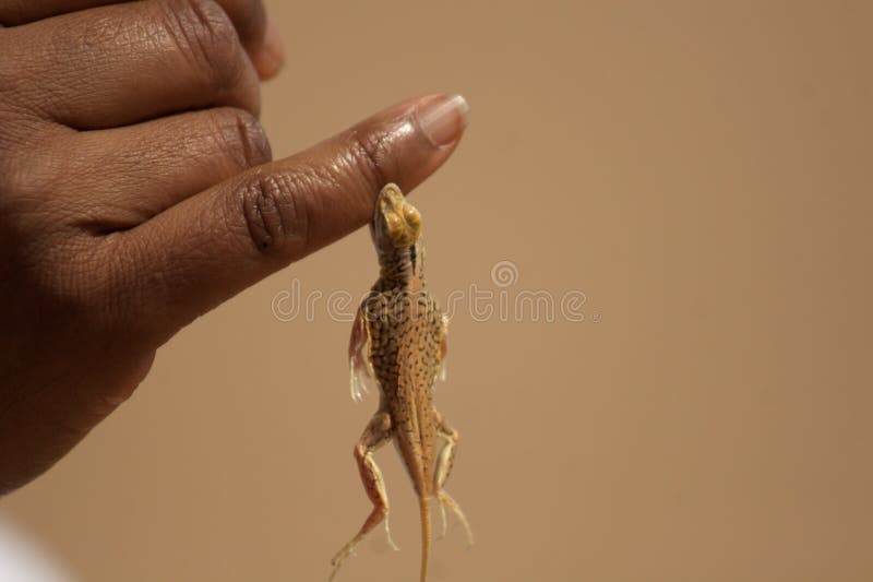 Sand-diving Lizard Hangs on To Finger Stock Photo - Image of teeth ...