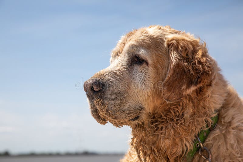 Sand_dog stock photo. Image of healthy, retriever, sunbathing - 220136200