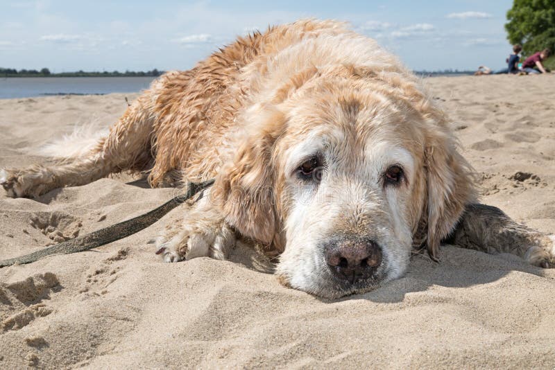 Sand_dog stock image. Image of sand, chilling, pause - 187795935