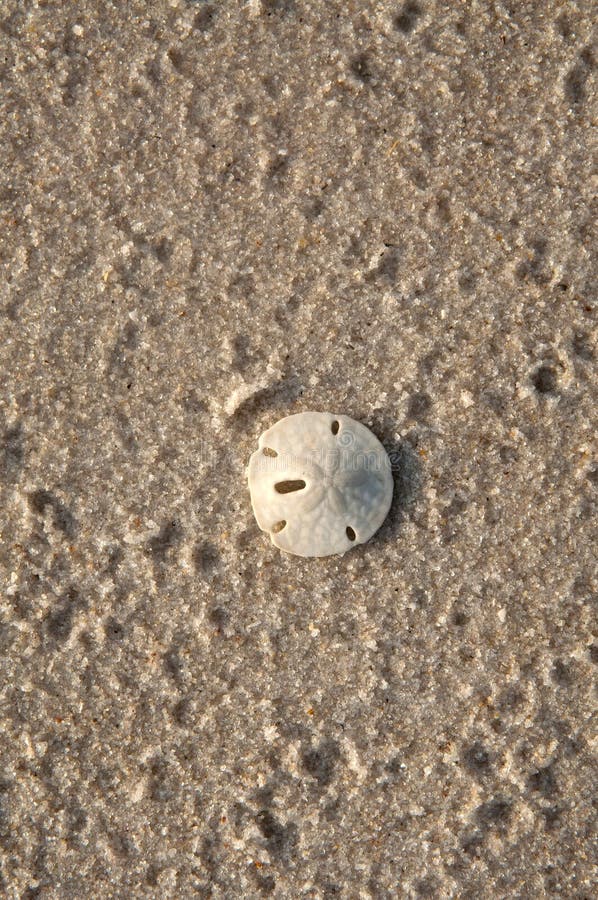 Sand Dollar stock photo. Image of shell, sand, skeletonm - 12222420