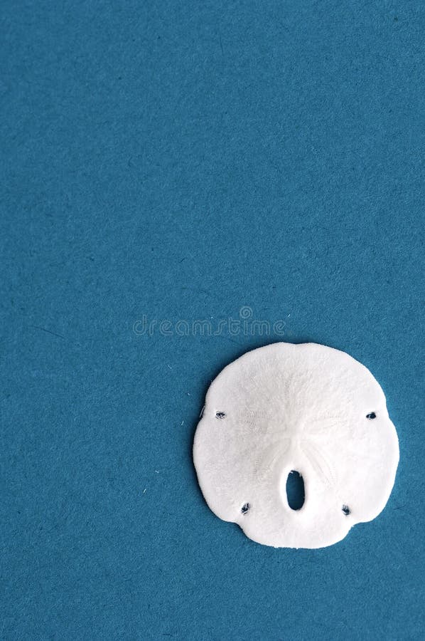 4,270 Sand Dollar Stock Photos - Free & Royalty-Free Stock Photos from ...