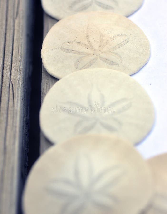 Sand Dollar. stock photo. Image of summer, tourism, vacation - 42482238