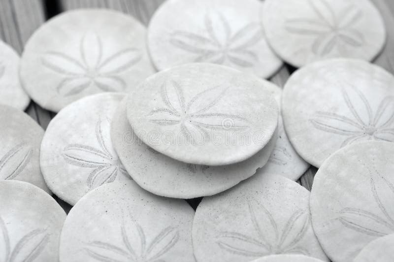 Sand Dollar. stock photo. Image of marine, tourism, travel - 42482240
