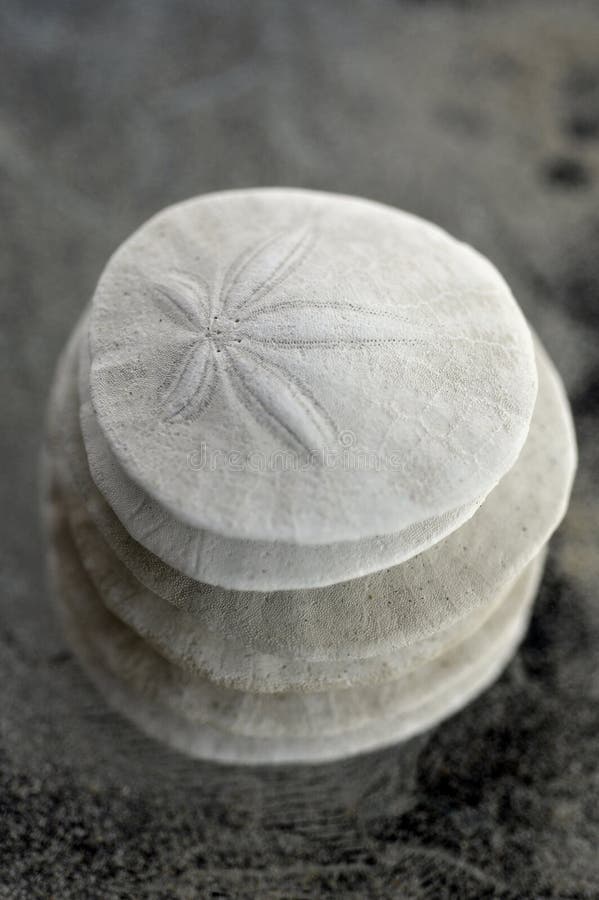 Sand Dollar. stock photo. Image of vacation, seashore - 42482260