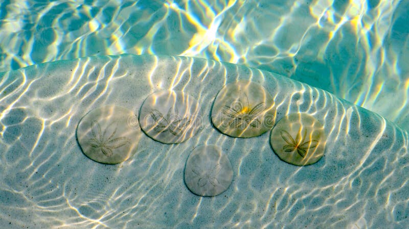 Sand Dollar. stock photo. Image of paradise, sand, animal - 42624964